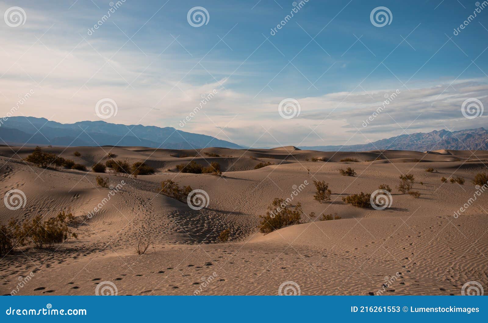 A Close Up of a Desert Mojave Desert Stock Image - Image of large ...