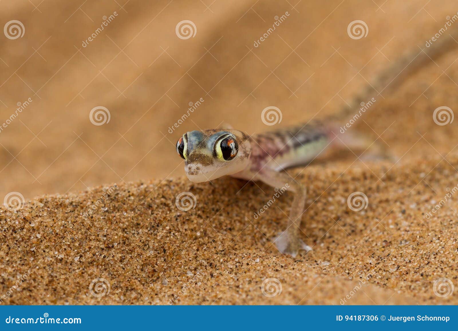 Close up a desert gecko stock photo. Image of desert - 94187306