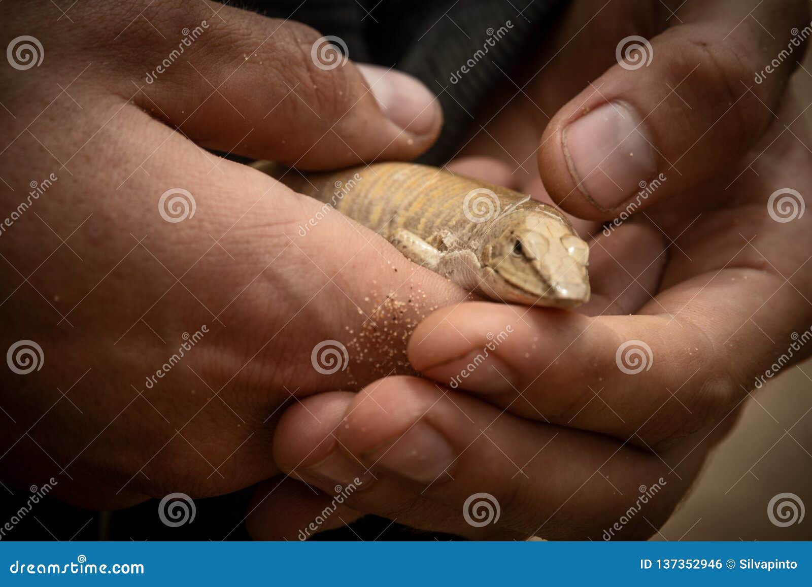 Close Up of Desert Lizard in Man`s Hand Stock Photo - Image of lizard ...