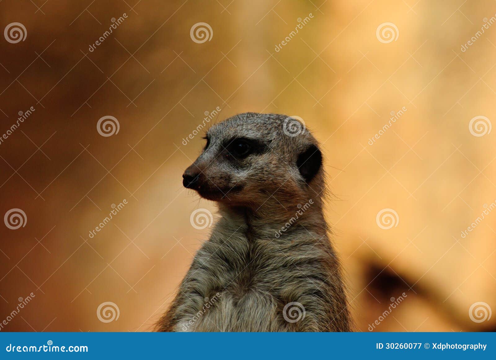 Meerkat stock image. Image of nose, whiskers, sahara - 30260077