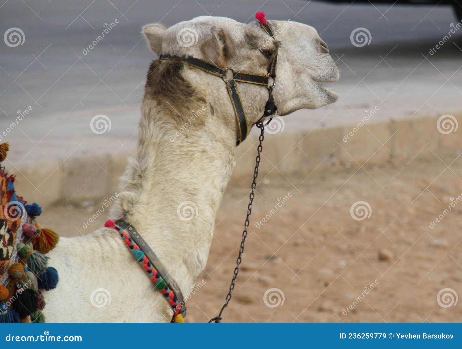 Close-up of Desert Ship - Camel Stock Image - Image of sand, animal ...