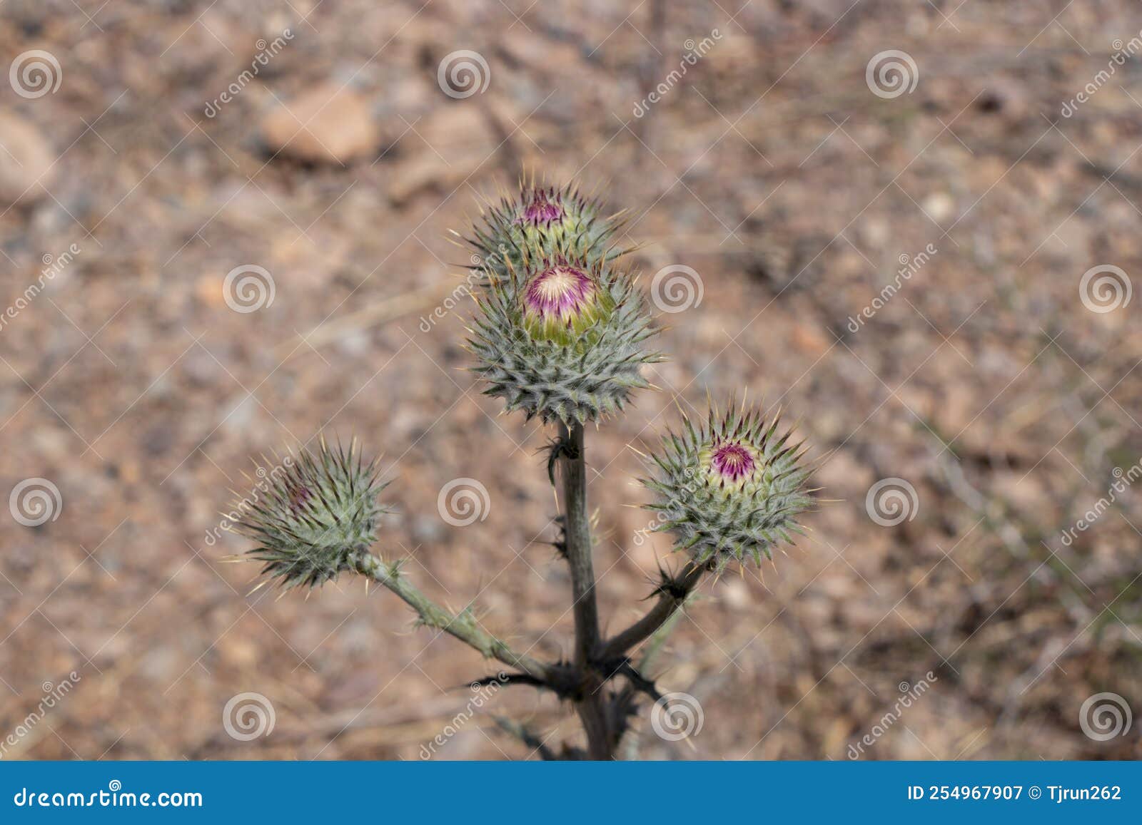 Close up of desert thistle stock image. Image of macro - 254967907