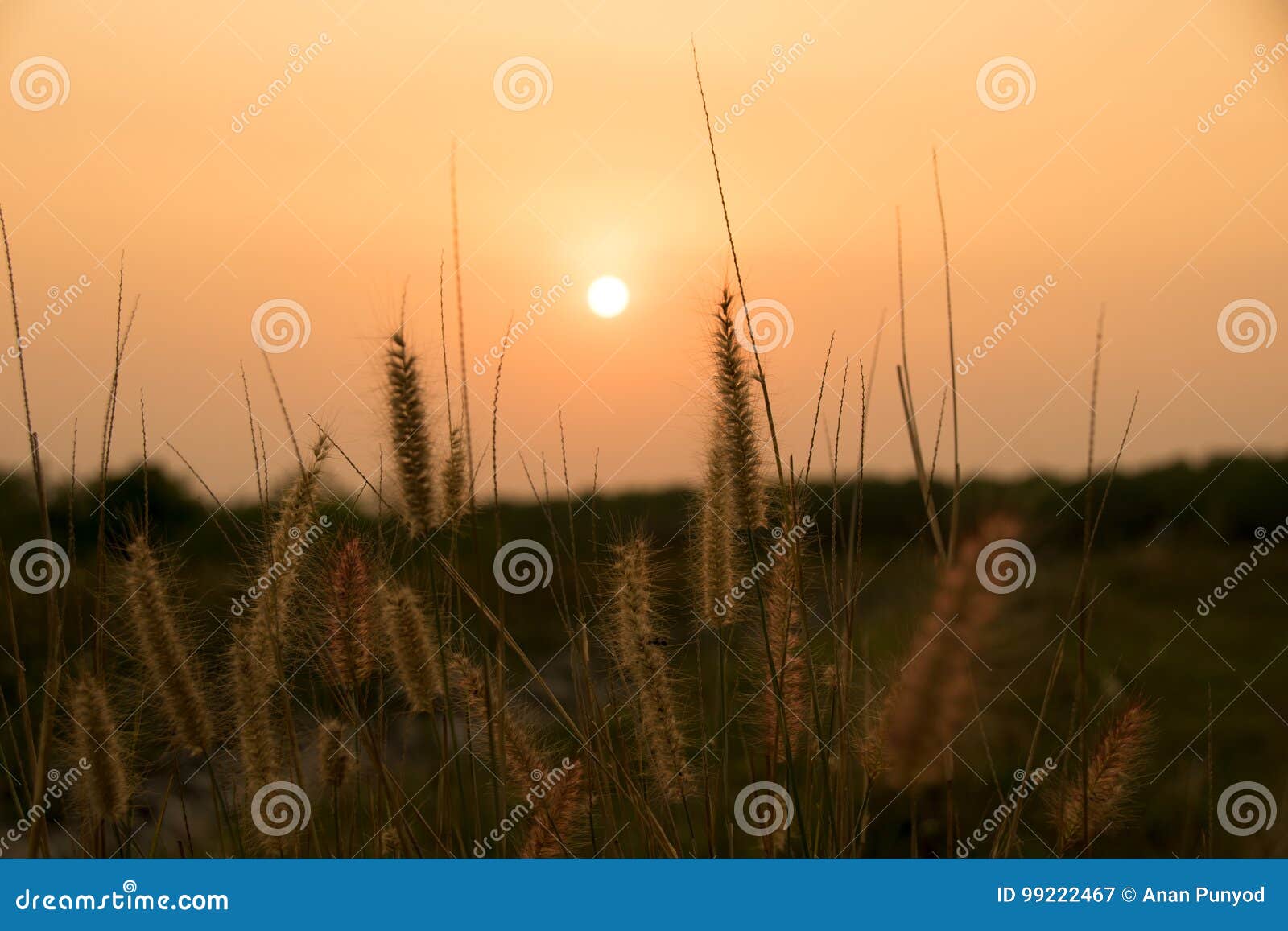 Close Up Desho Grass and Sun Light in Evening Time Stock Image - Image ...