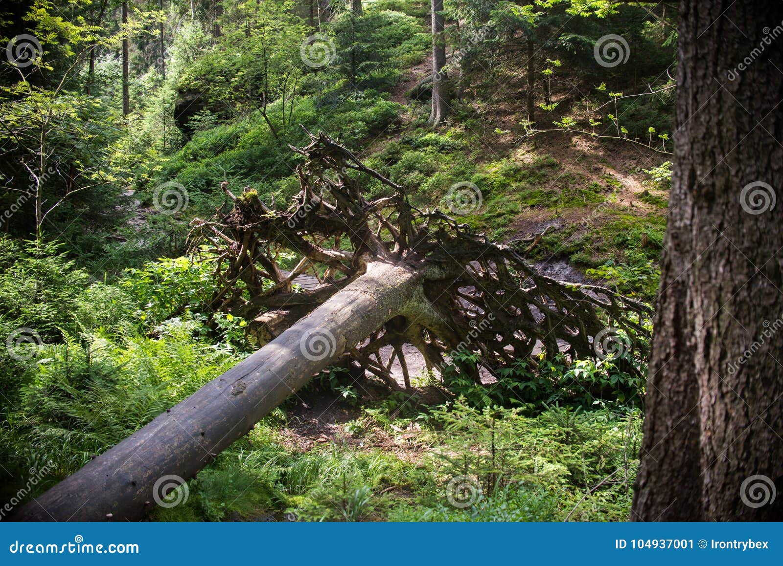 Close Up on Destroyed Tree in the Forest Stock Image - Image of ...