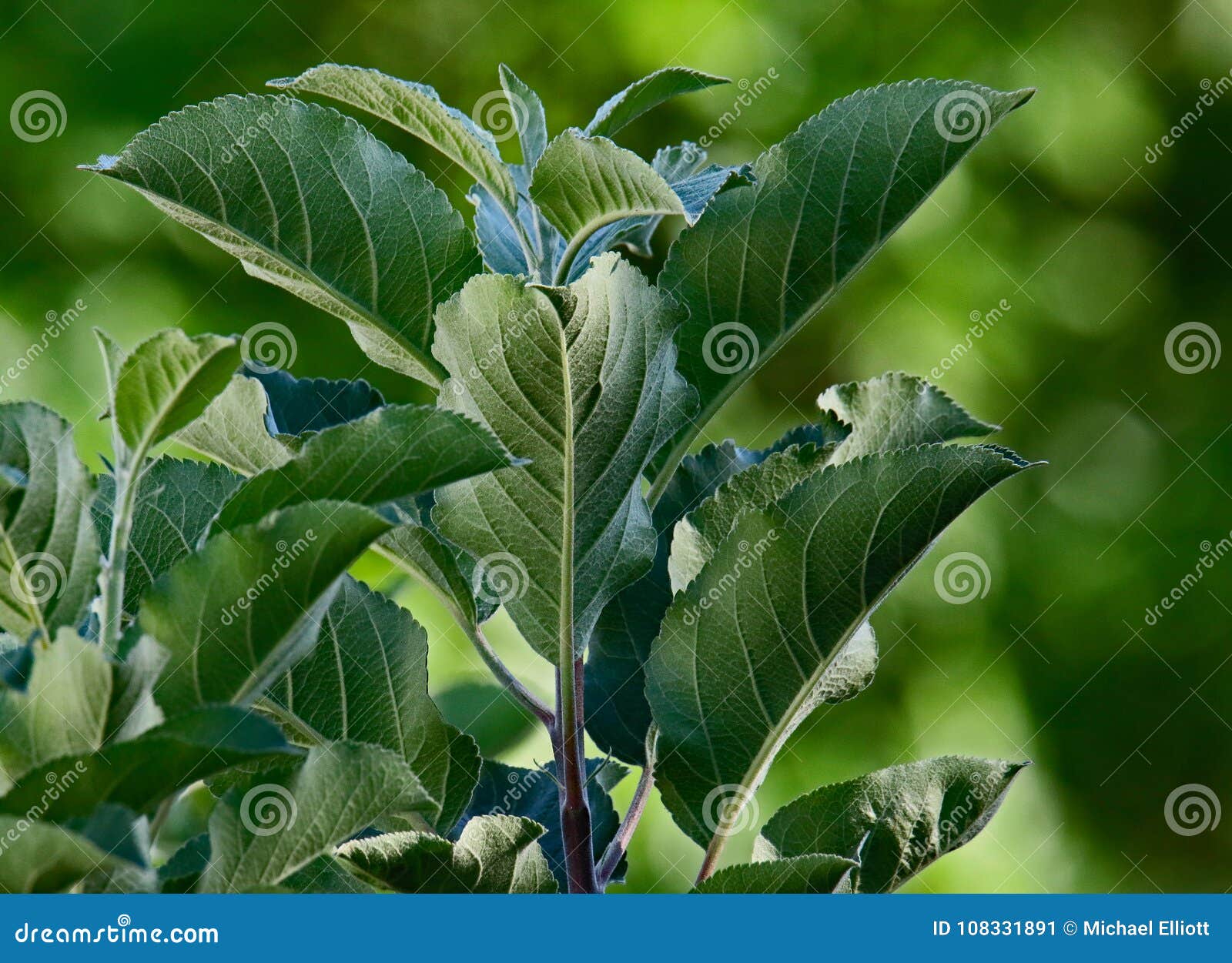 Apple Tree Leaves stock image. Image of pippin, shizuka - 108331891