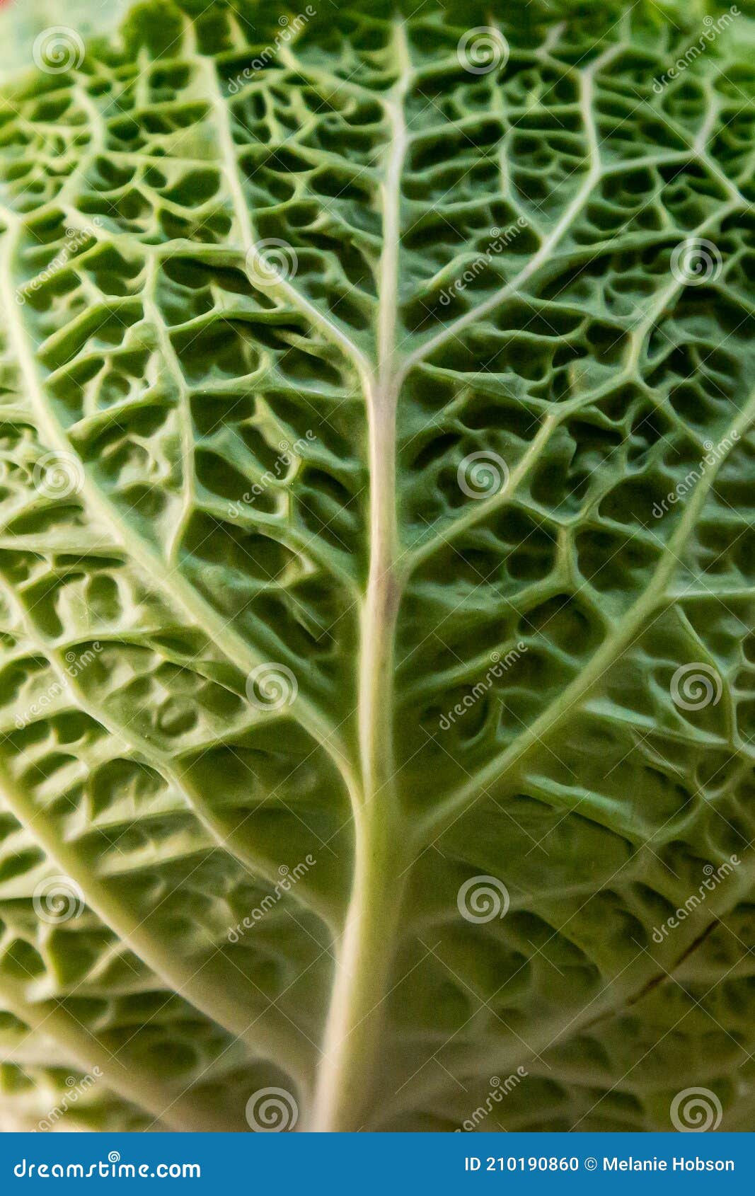 A Close Up of the Detail in a Cabbage Leaf Stock Photo - Image of ...