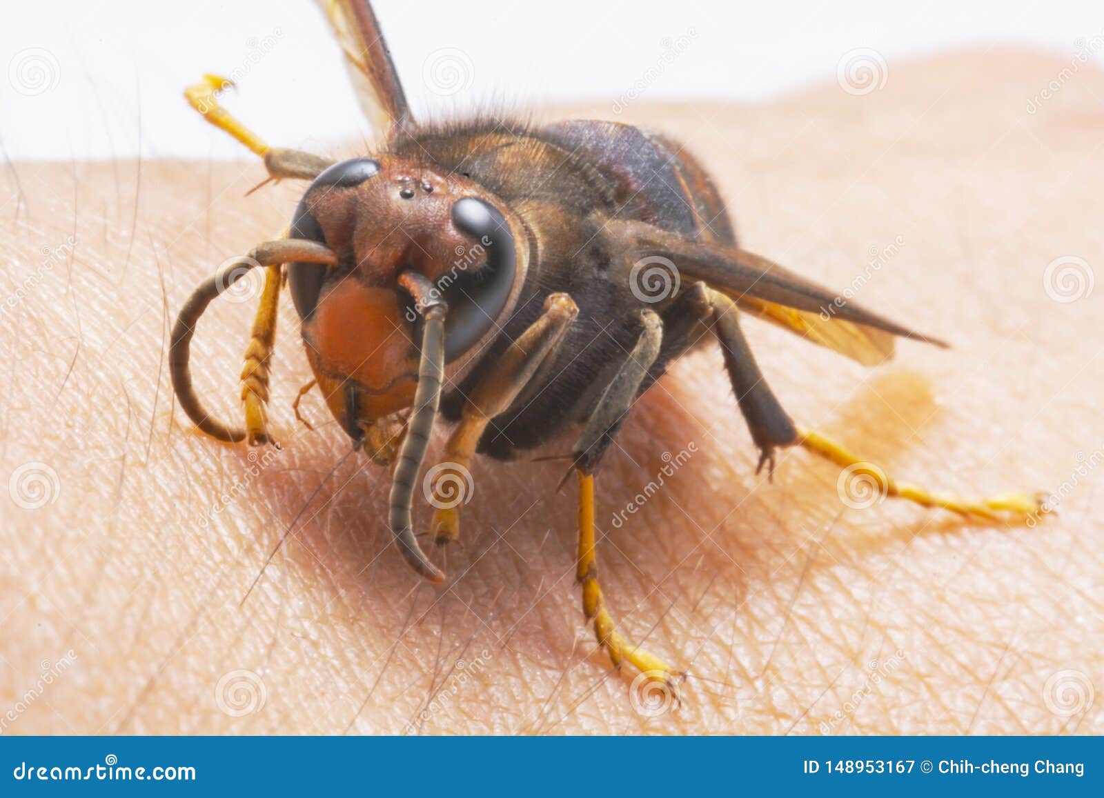 The detail of danger wasp stock image. Image of pain - 148953167
