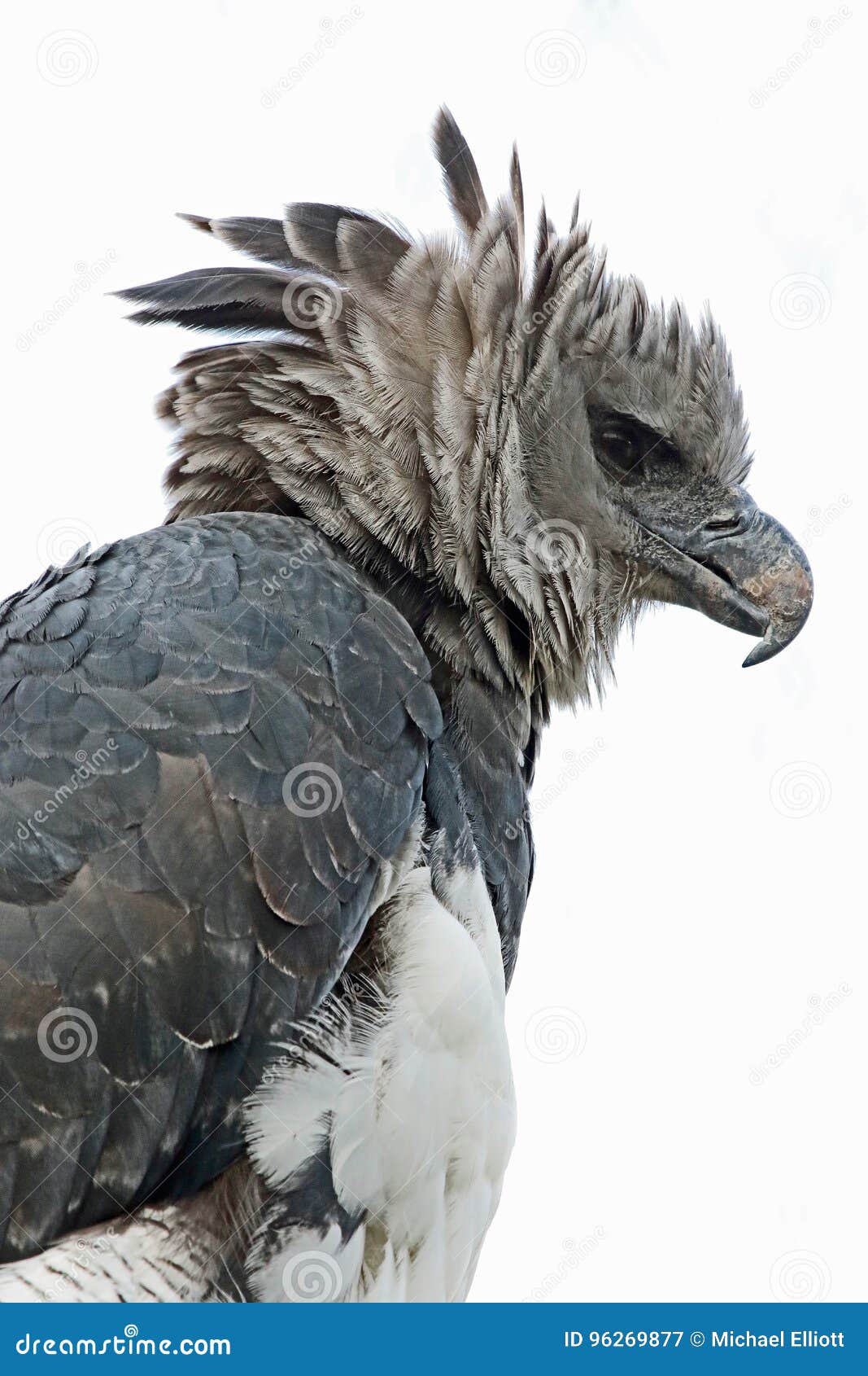 Harpy Eagle stock image. Image of display, flight, american - 96269877