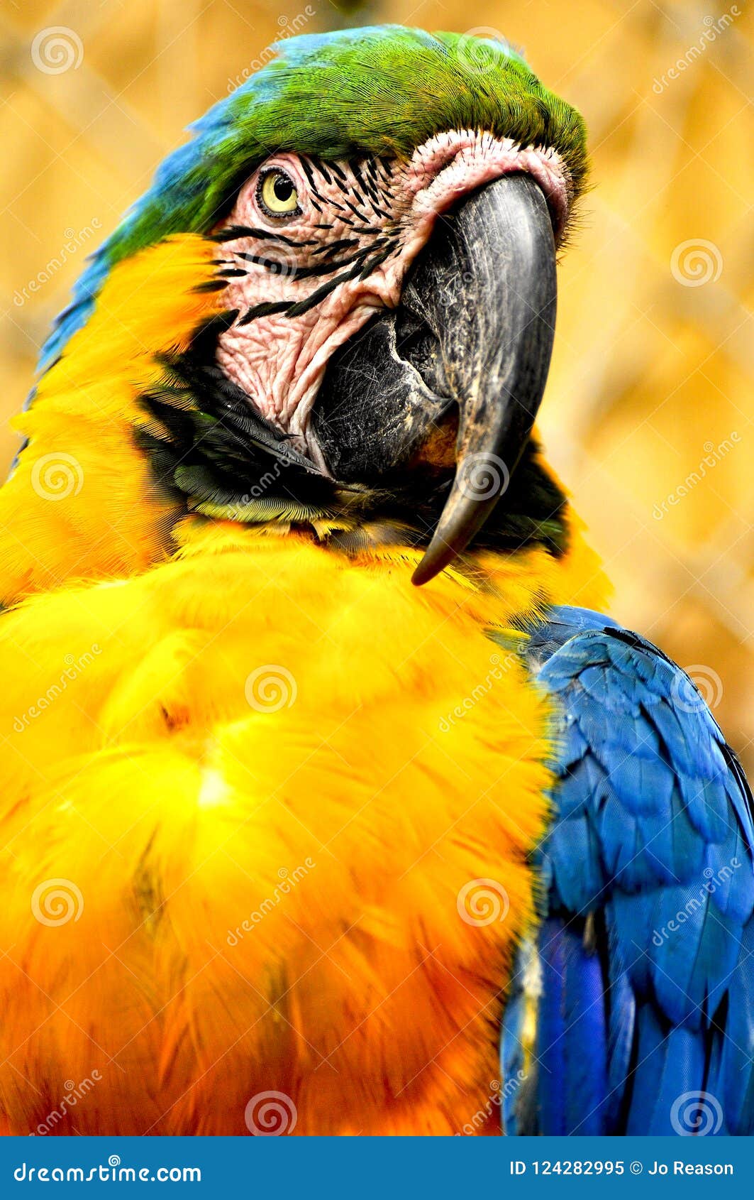 Macaw parrot stock image. Image of parrots, head, blue - 124282995