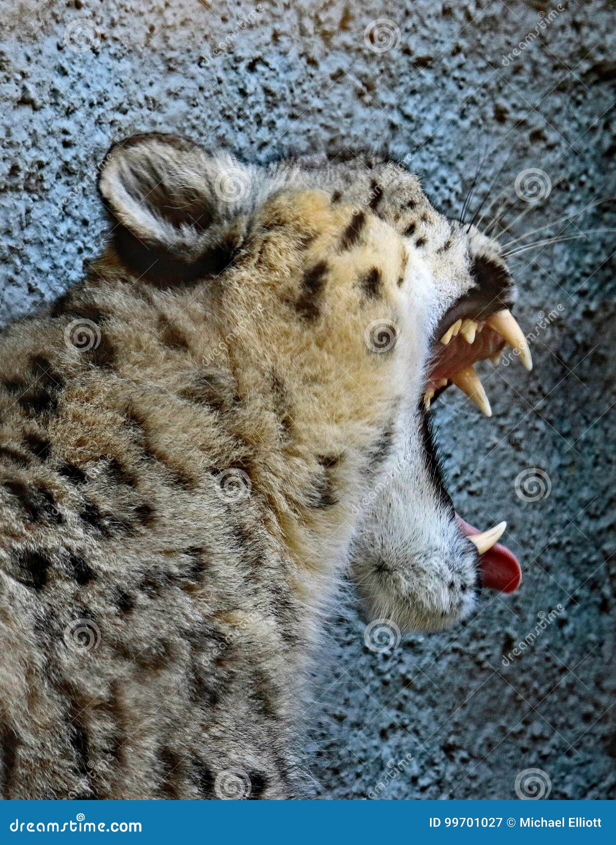 Snow Leopard Stock Image Image Of Spotted Mouth Nose 99701027