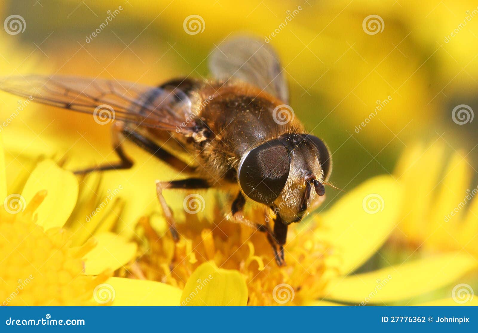 Close Up Detail of a Hover-Fly Stock Photo - Image of close, hover ...