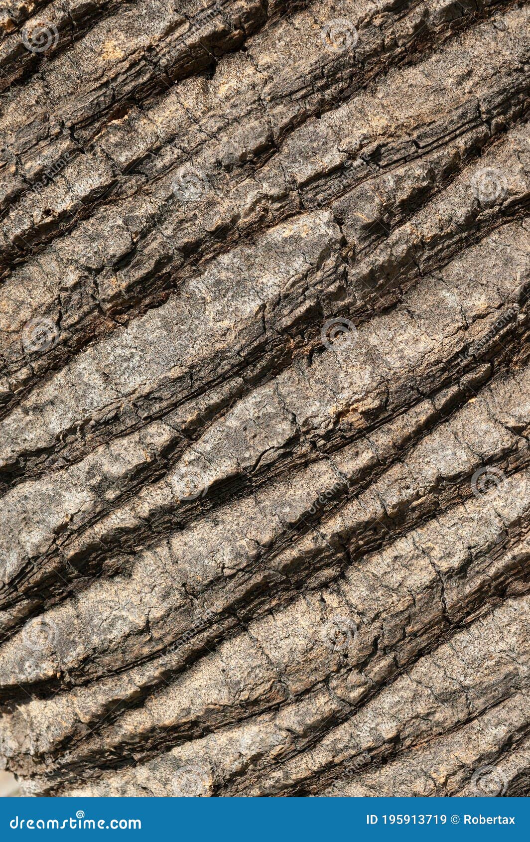 Close-up Detail of Palm Tree Bark Texture Stock Image - Image of palm ...