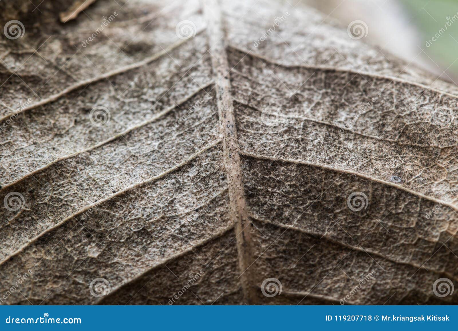 Close-up Detail of a Patterned Dry Leaf Texture Stock Photo - Image of ...