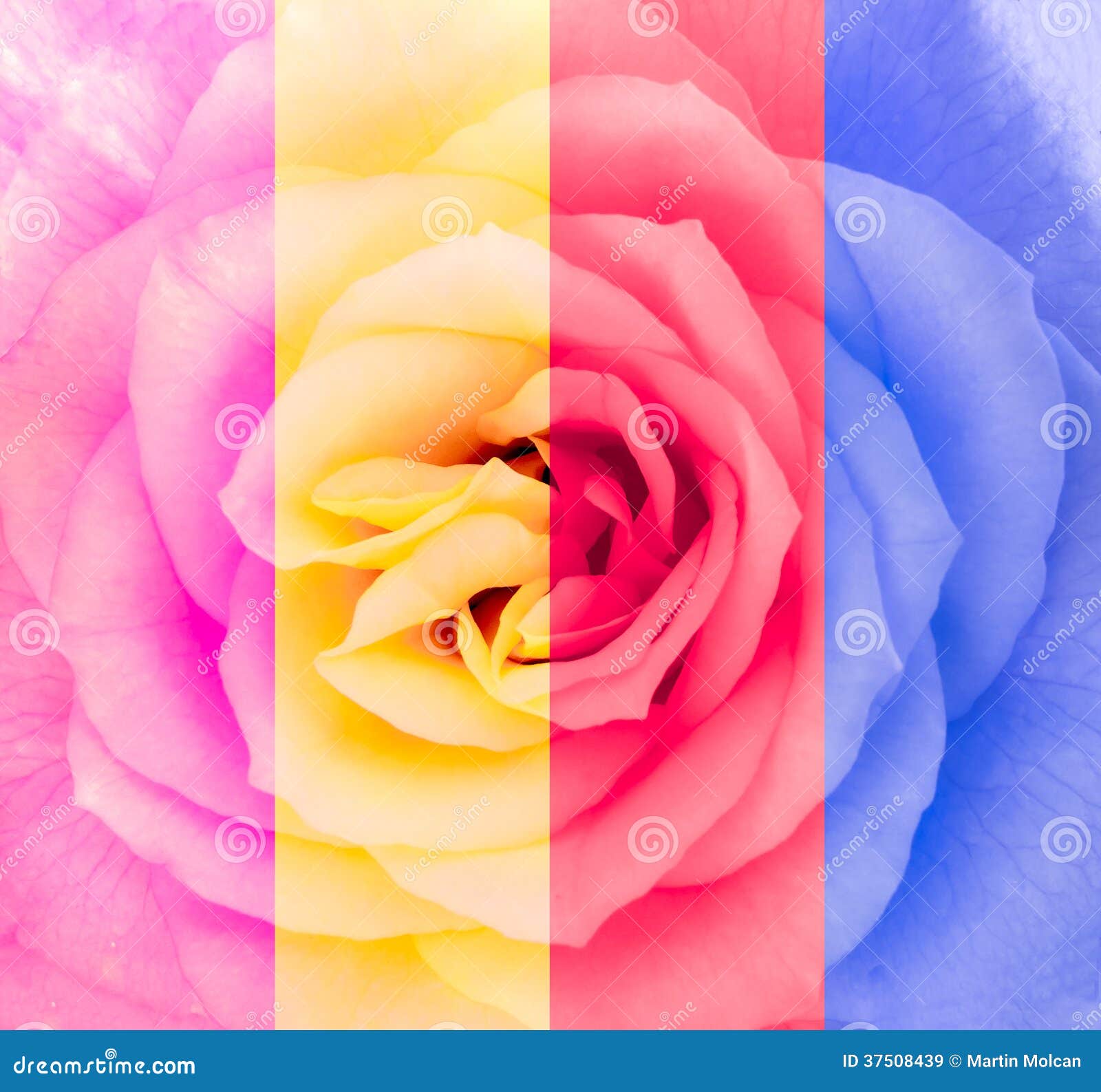 Close-up Detail of Rose Flower in Multicolor Stock Image - Image of ...