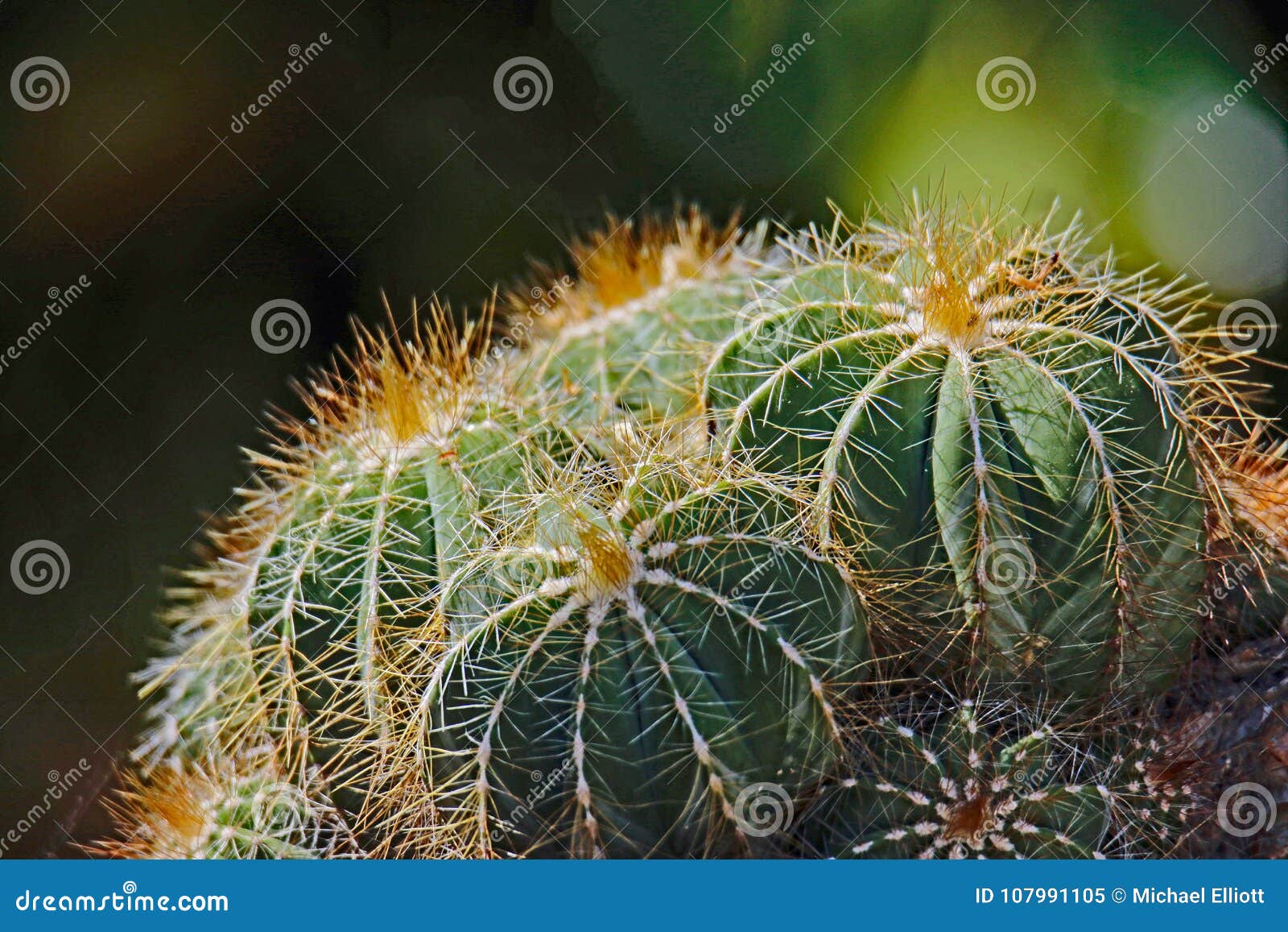 Barrel Cactus stock image. Image of black, detail, barrel - 107991105