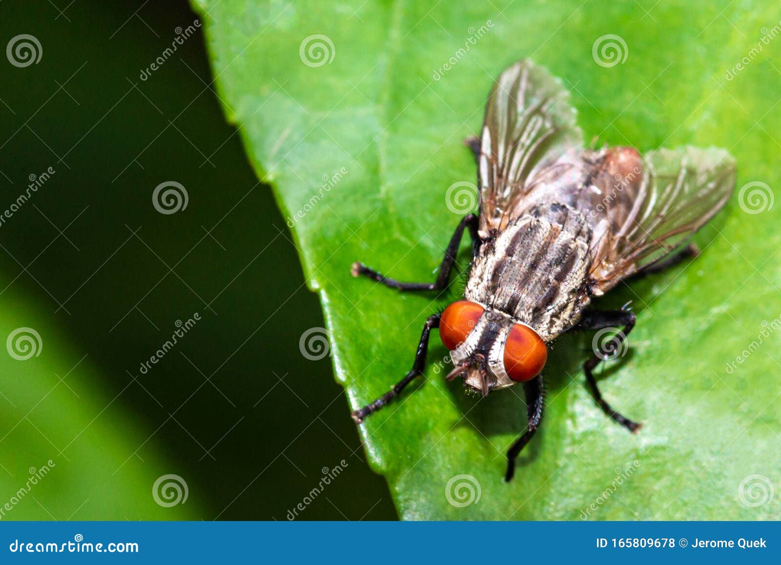 Close Up Macro Detail Top Down View of a Housefly on Green Leaf Stock ...
