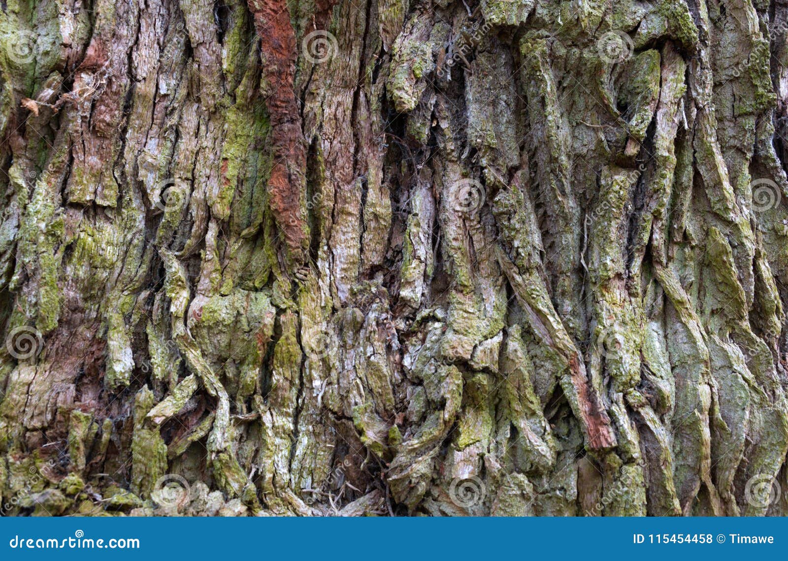 Tree Bark Pattern stock photo. Image of botany, abstract - 115454458