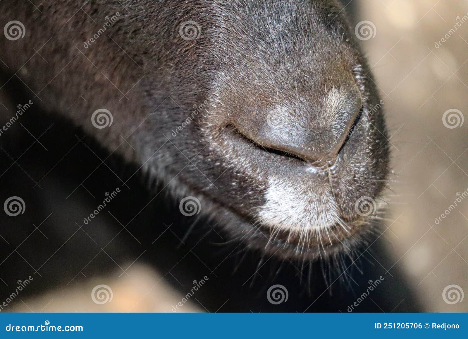 Close Up Detailed Image of Goat Muzzle Showing Nostrils and Mouth Stock ...