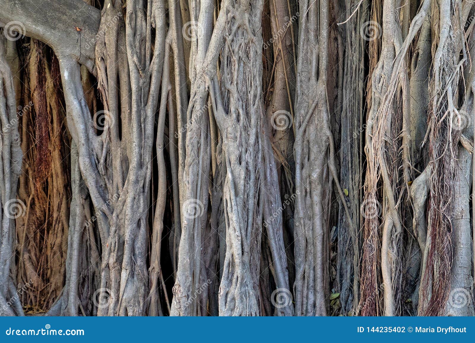 Banyan tree trunk texture stock photo. Image of aged - 144235402