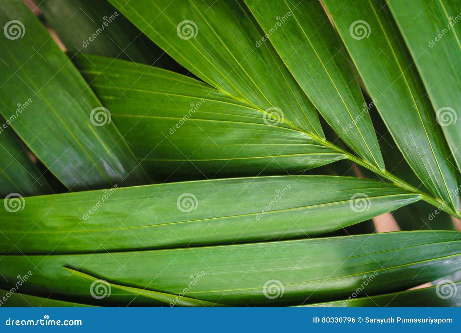 Close-up of Detailed Rainforest Jungle Leaves for Background Stock ...