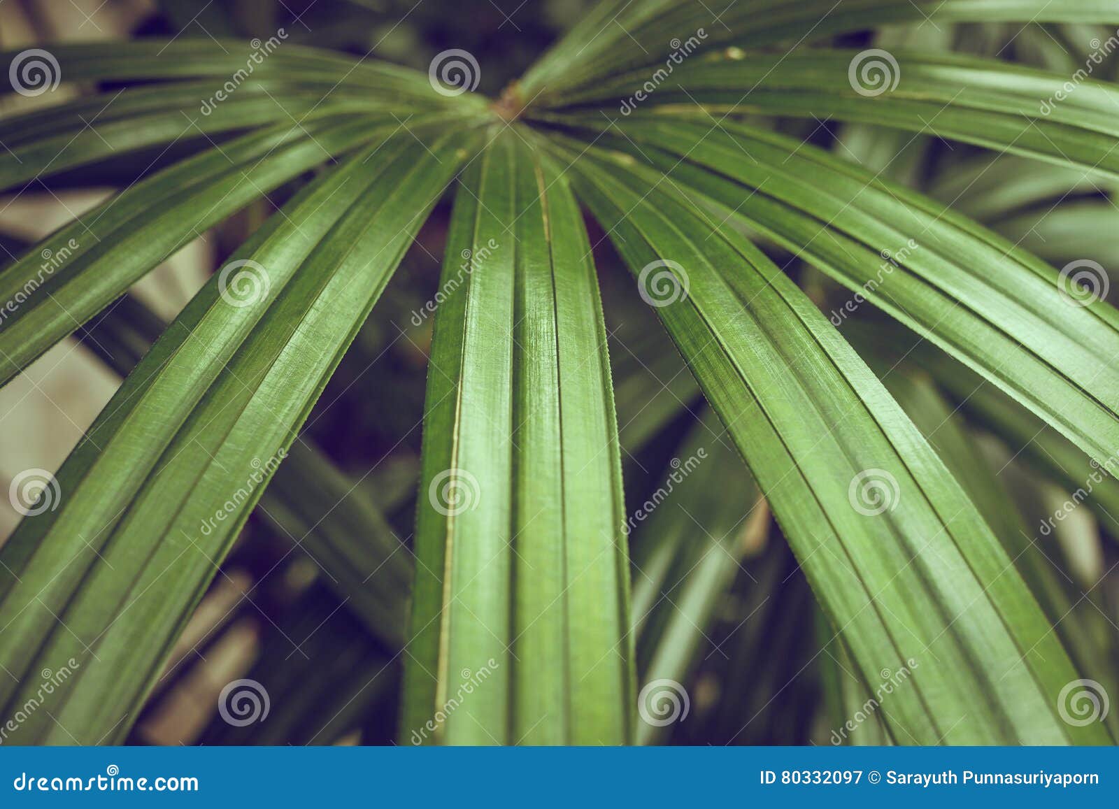 Close-up of Detailed Rainforest Jungle Leaves for Background Stock ...