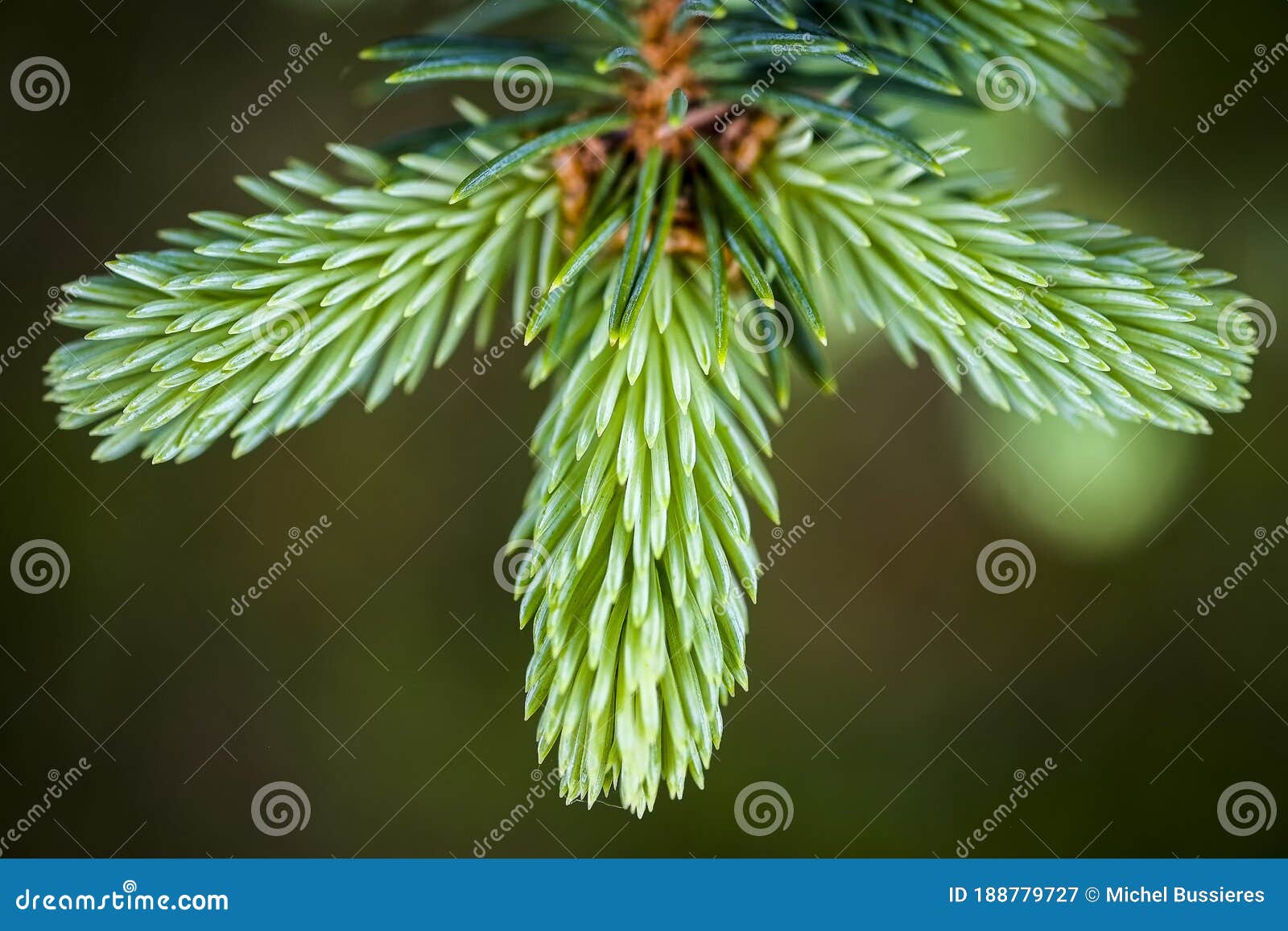 Spruce is a Tree of the Genus Picea Stock Image - Image of canadian ...