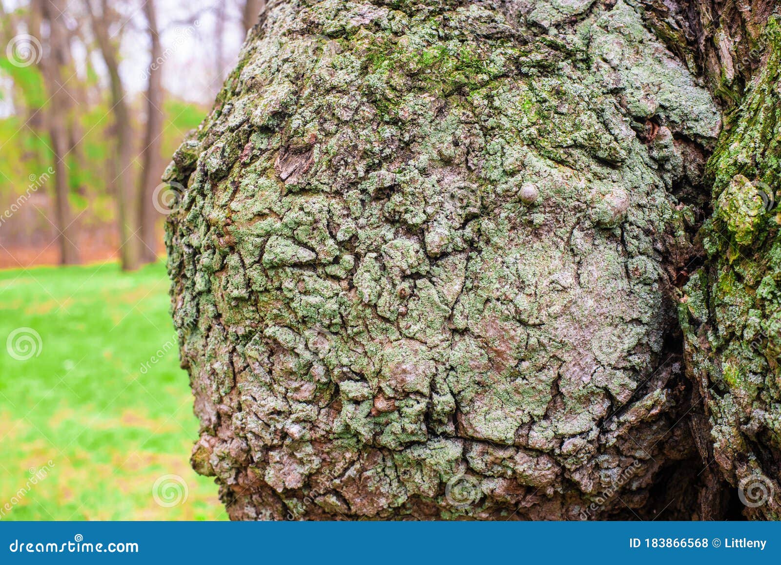 Tree Trunk and Bark Detailed Image Stock Photo - Image of plant, burl ...