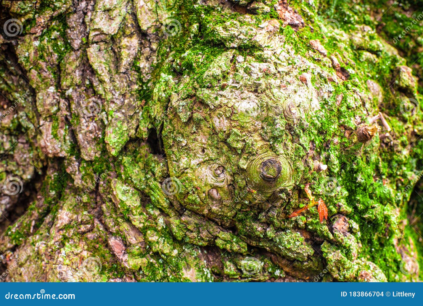 Tree Trunk and Bark Detailed Image Stock Photo - Image of burl, rough ...