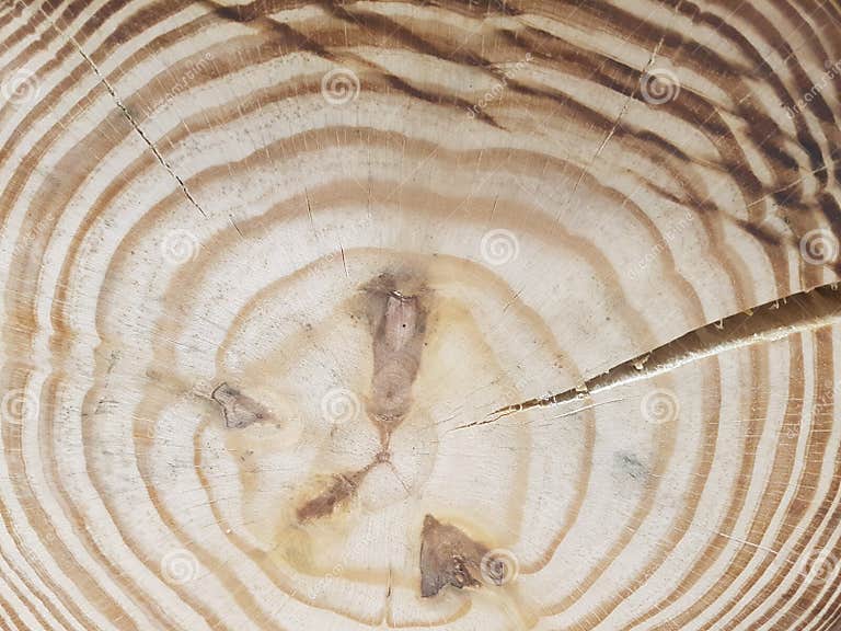 Close Up Interior Structure of a Tree Trunk. Stock Image - Image of ...