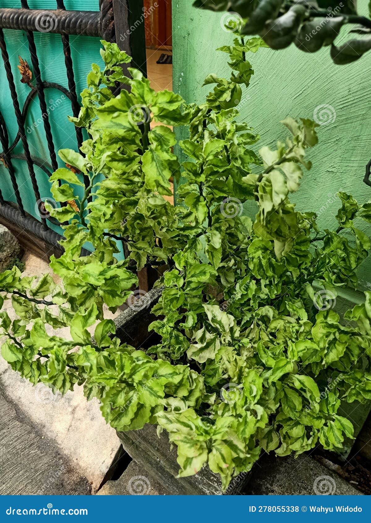 Close Up of Devil S-backbone Plant Stock Photo - Image of leaf, texture ...