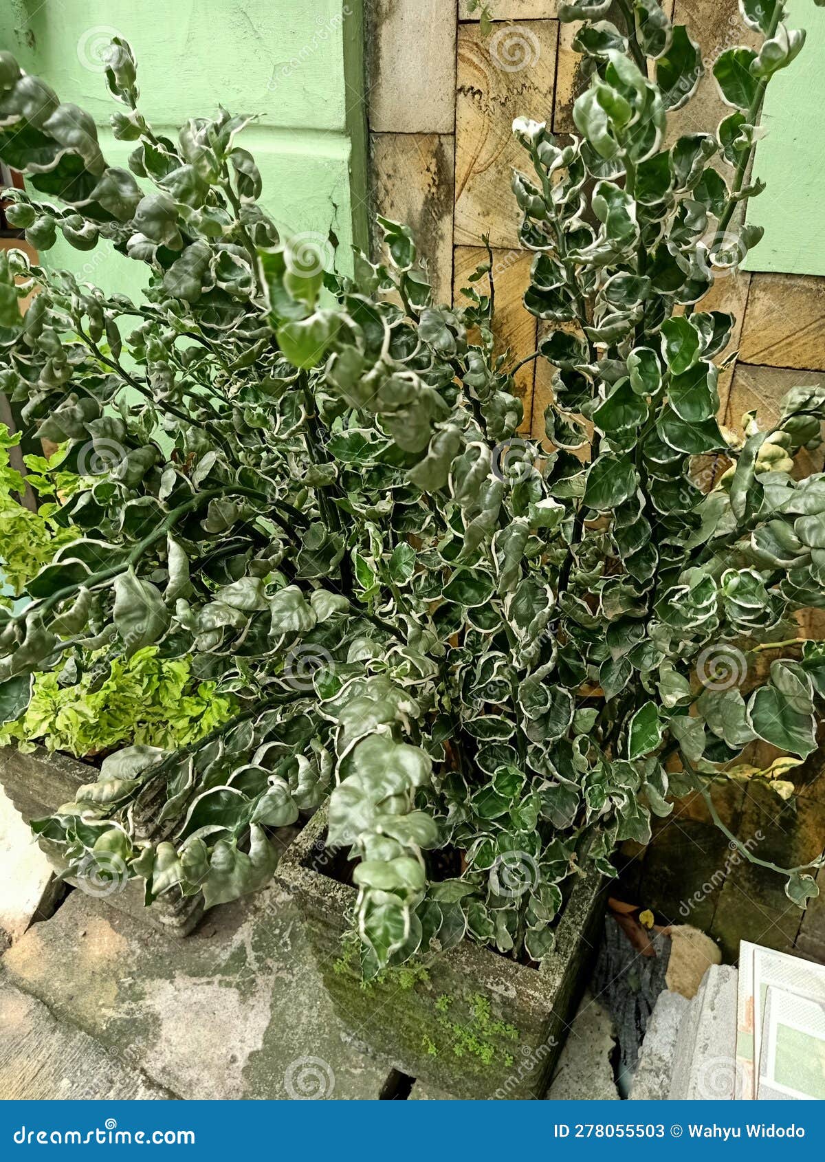 Close Up of Devil S-backbone Plant Stock Image - Image of landscape ...