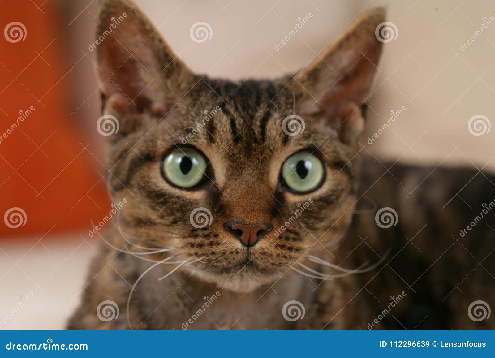 Devon Rex Cat face stock image. Image of pedigree, breed - 112296639
