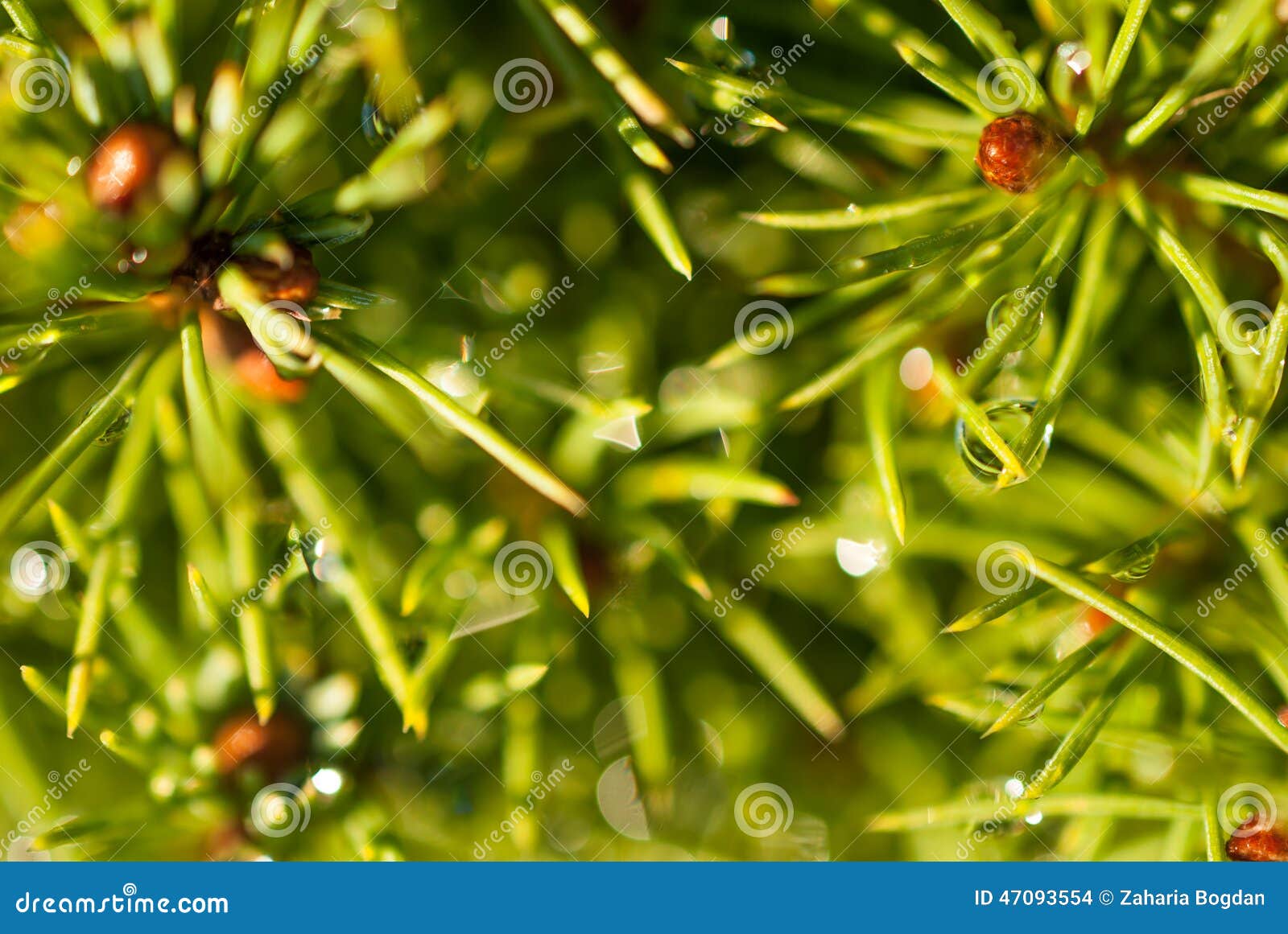 Close Up of Dew Drops on Green Branches of a Fur-tree or Pine Stock ...