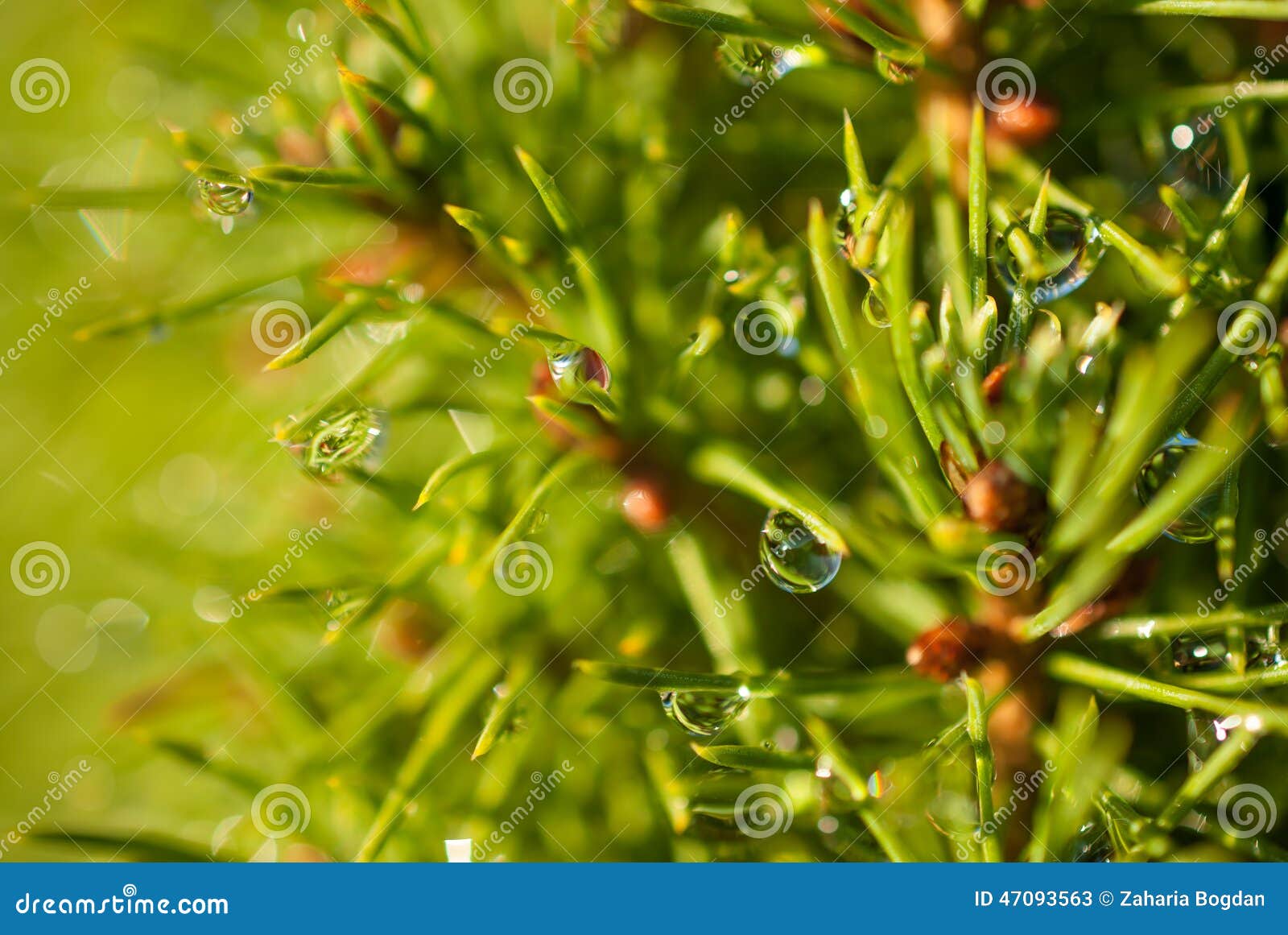 Close Up of Dew Drops on Green Branches of a Fur-tree or Pine Stock ...