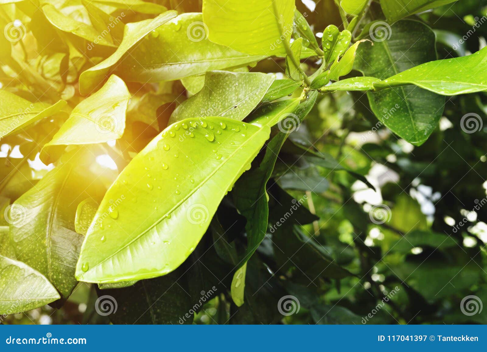 Dew Drops on Green Leaf Background Stock Image - Image of exotic, fresh ...