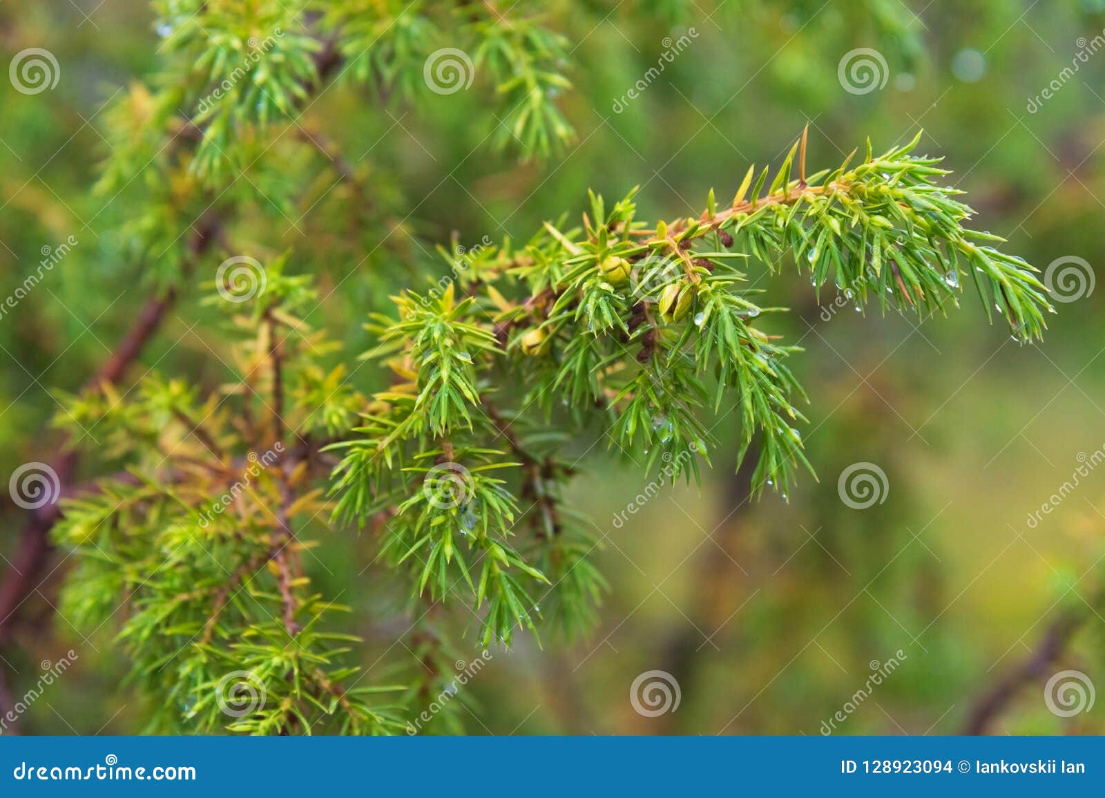 Close-up Dew Drops on Juniper Branch. Wild Juniper Bush Stock Photo ...
