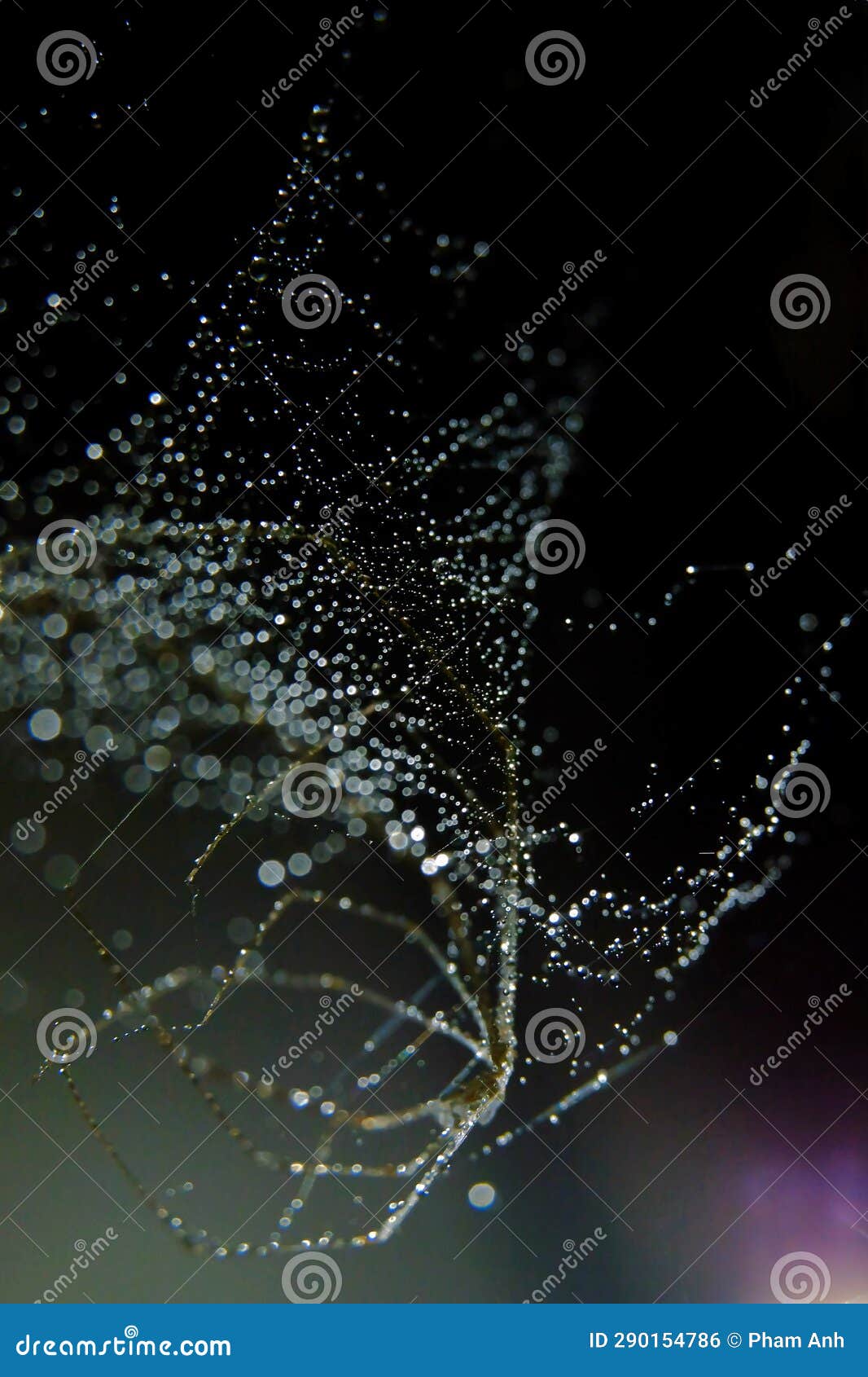 Close-up of Dew Drops on a Spider Web Stock Photo - Image of circle ...