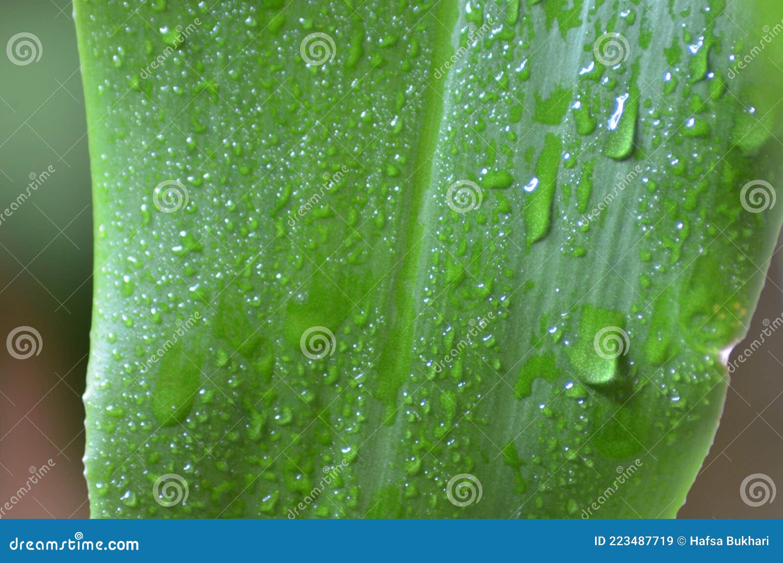 Close Up of the Dew on a Leaf. Stock Image - Image of frost, lawn ...