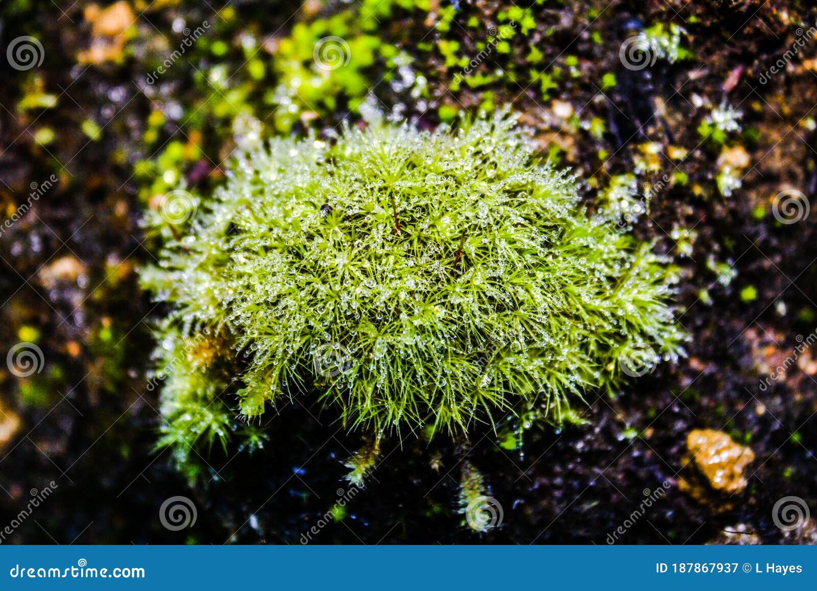 Close up of dew on moss stock image. Image of forest - 187867937