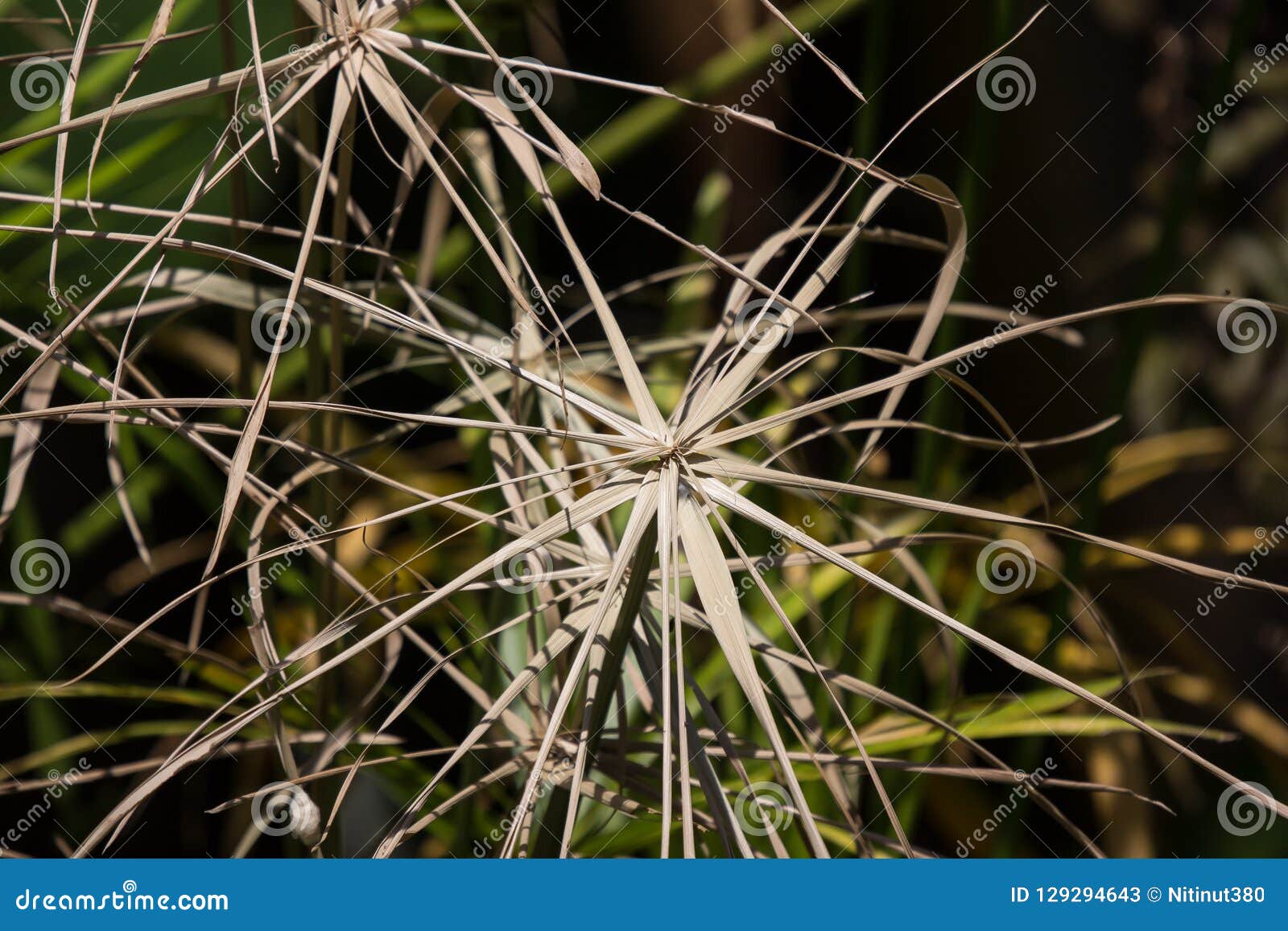 Die Brown Leaf of Papyrus Tree. Stock Image - Image of cyperus, plant ...