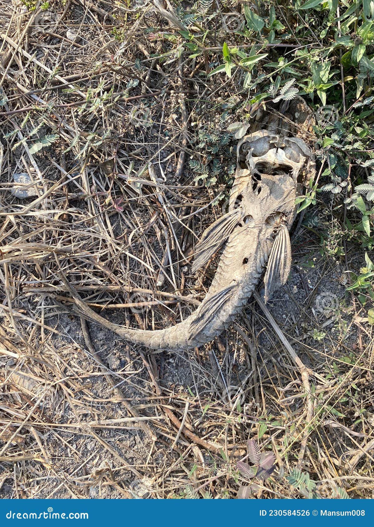 Die fish on the ground stock photo. Image of natural - 230584526