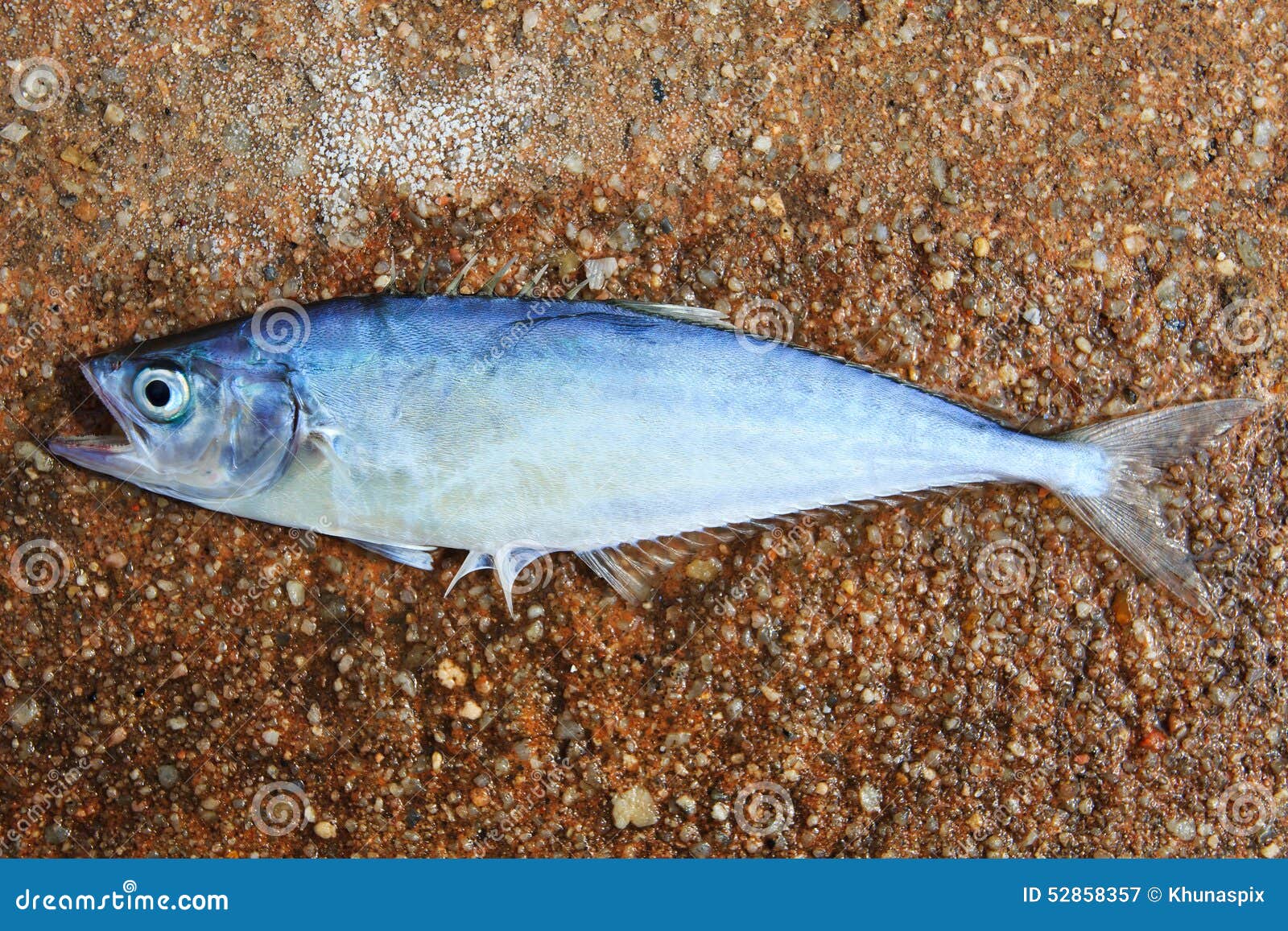 Close Up Died Marine Fish on Stone Texture Stock Image - Image of ...