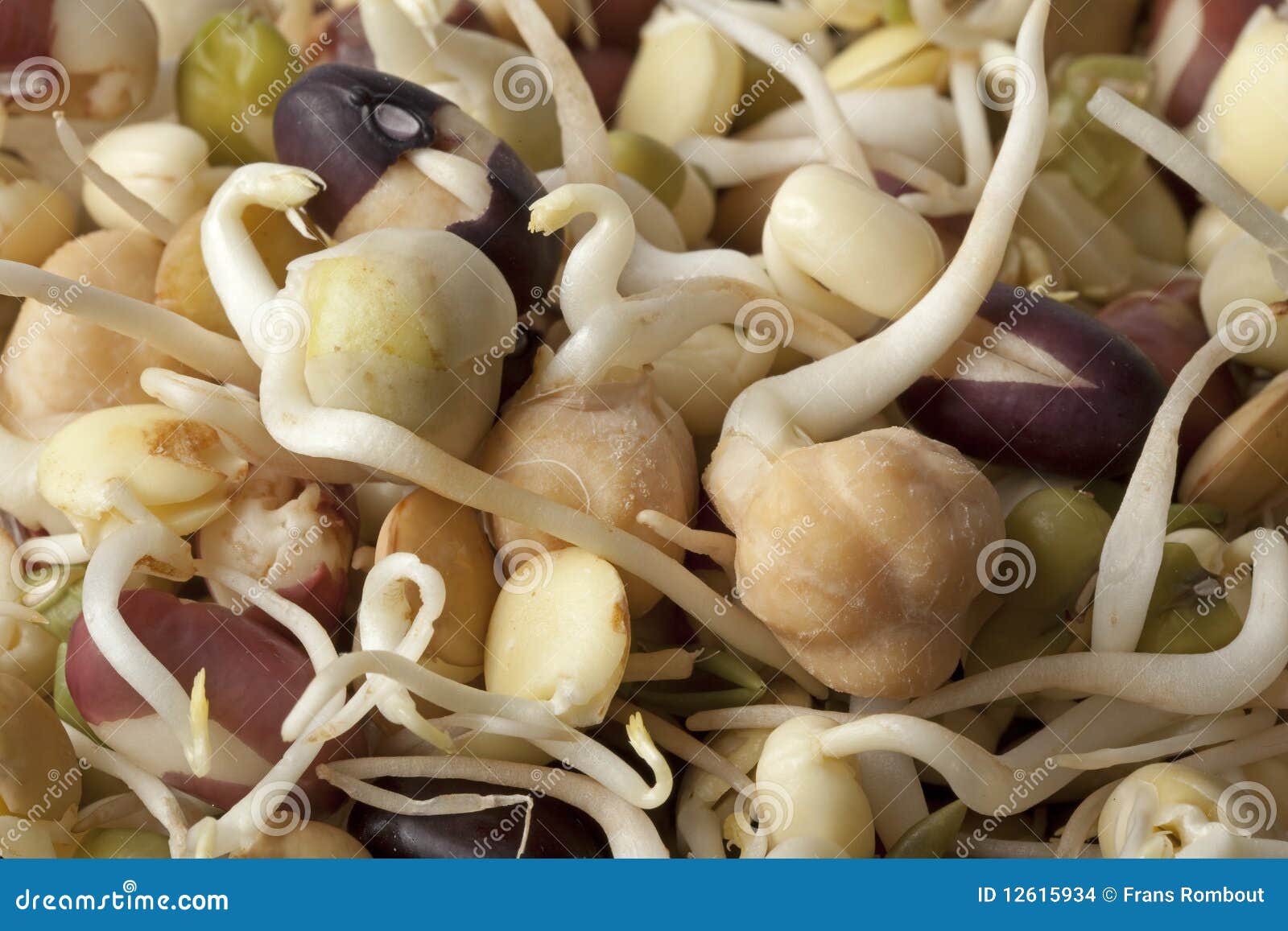 Close Up of Different Sprouts Stock Photo - Image of horizontal, germs ...