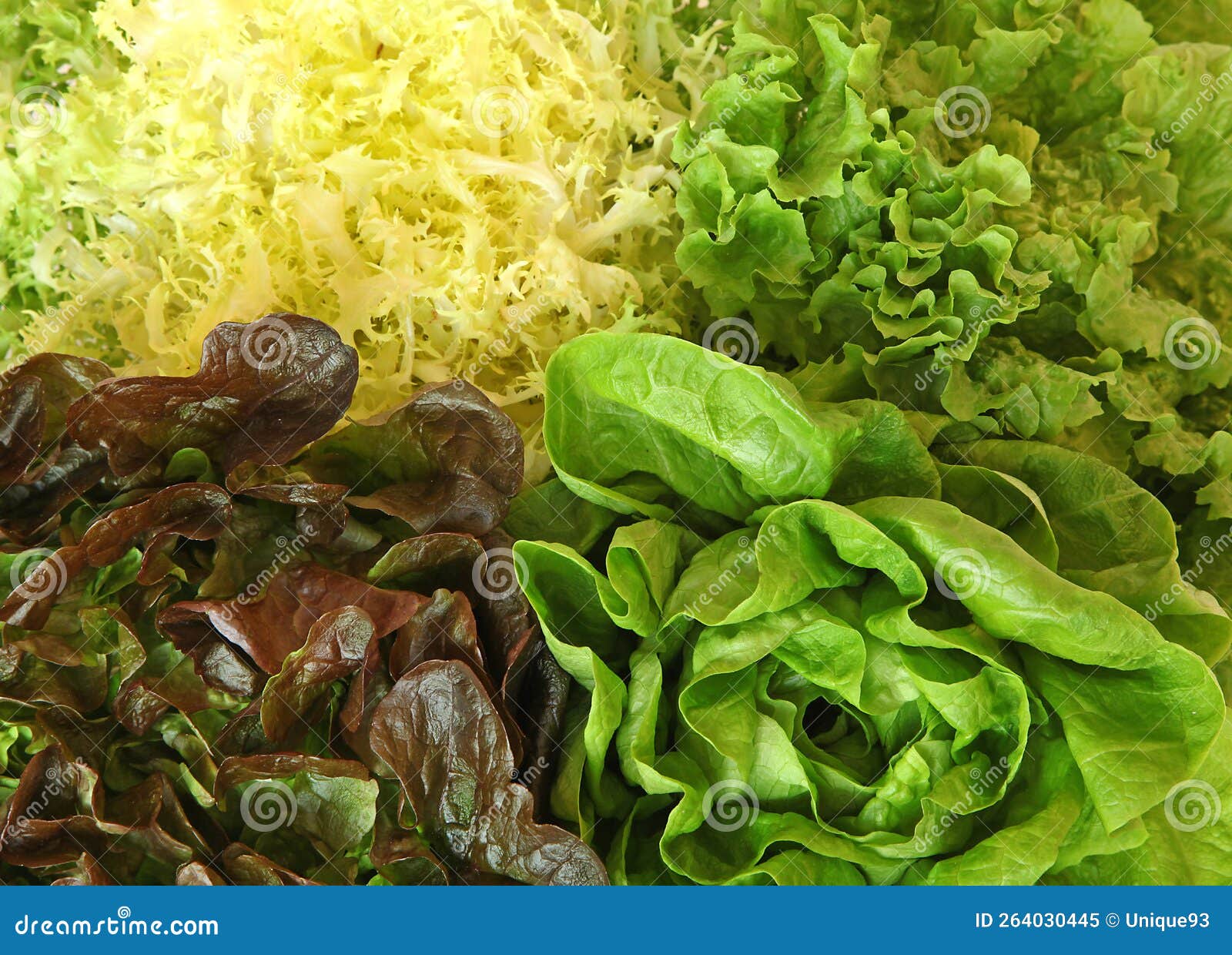 Different Varieties of Lettuce, Batavia, Red and Green Lettuce Stock ...