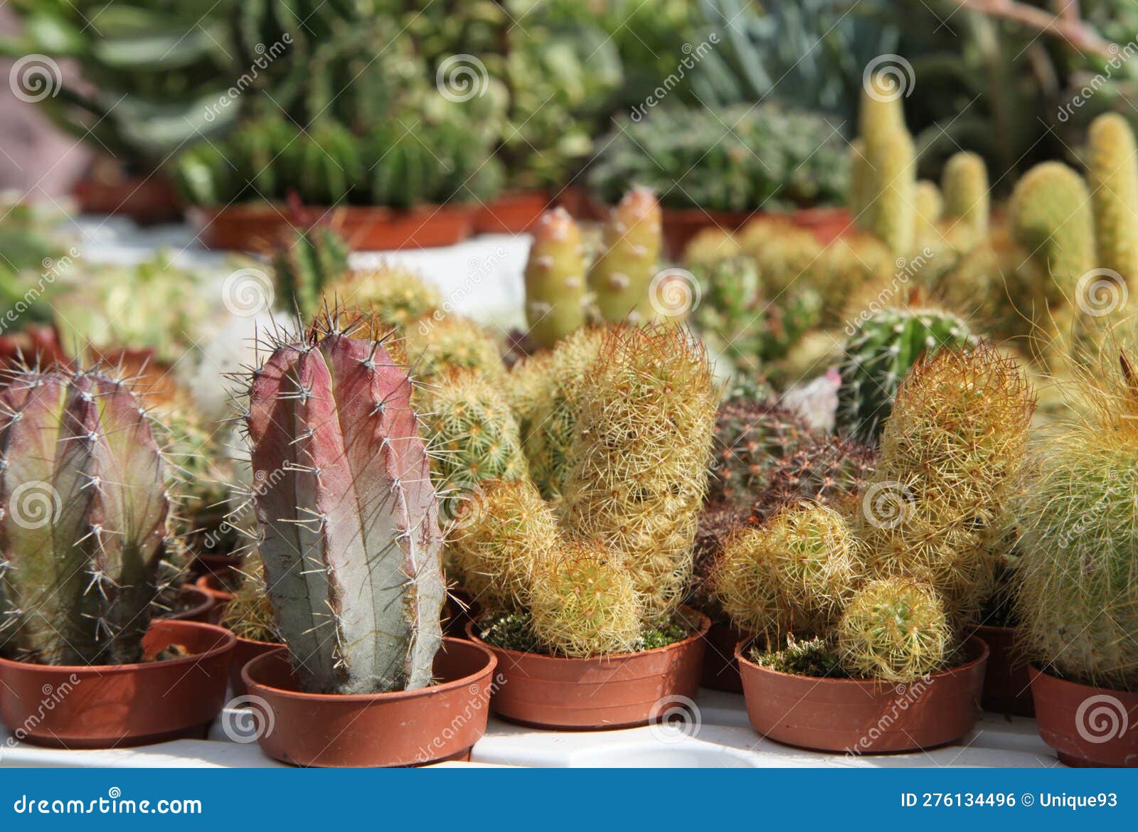 Different Varieties of Mini Cactus in Pot Stock Photo - Image of ...