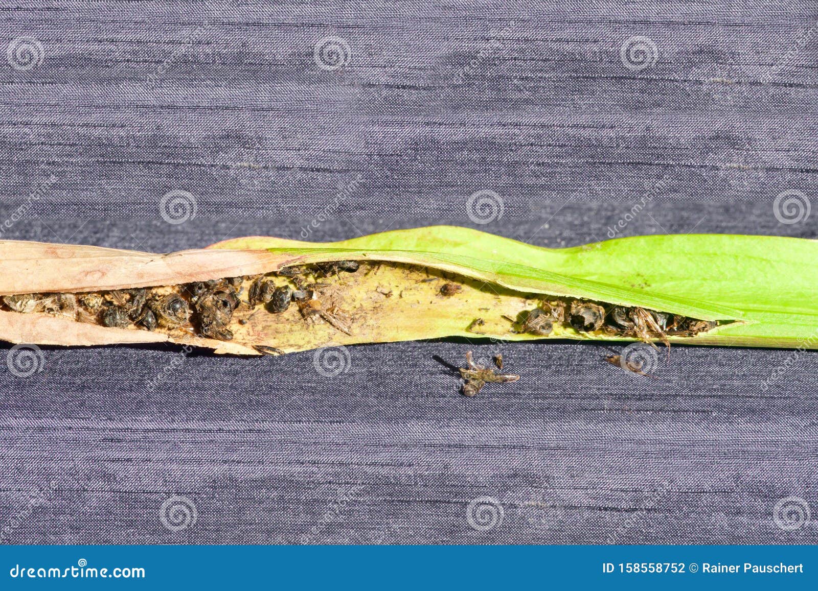 Digested Insects in the Trap of a Sarracenia Stock Photo - Image of ...