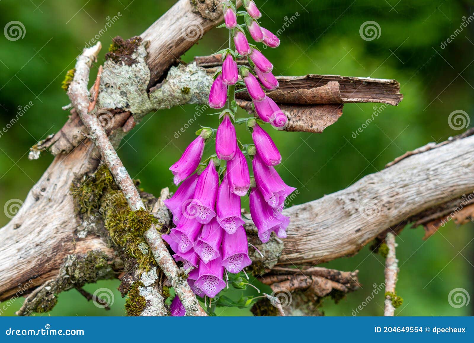 Close Up of Digitalis and Tree Stock Photo - Image of leaf, digoxin ...
