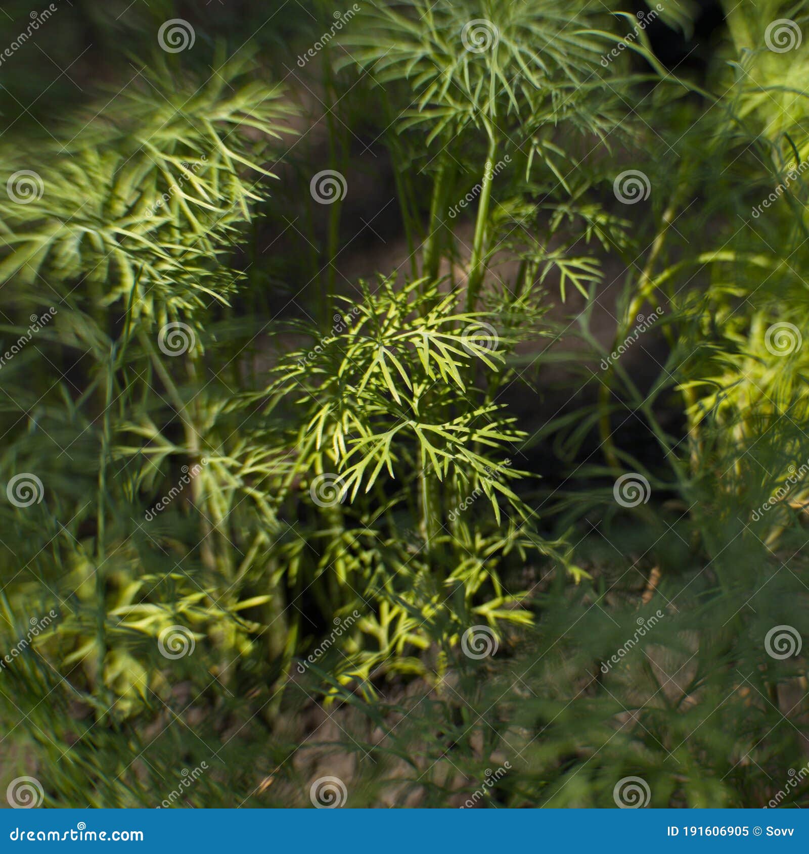 Growing dill. stock image. Image of farming, harvest - 191606905