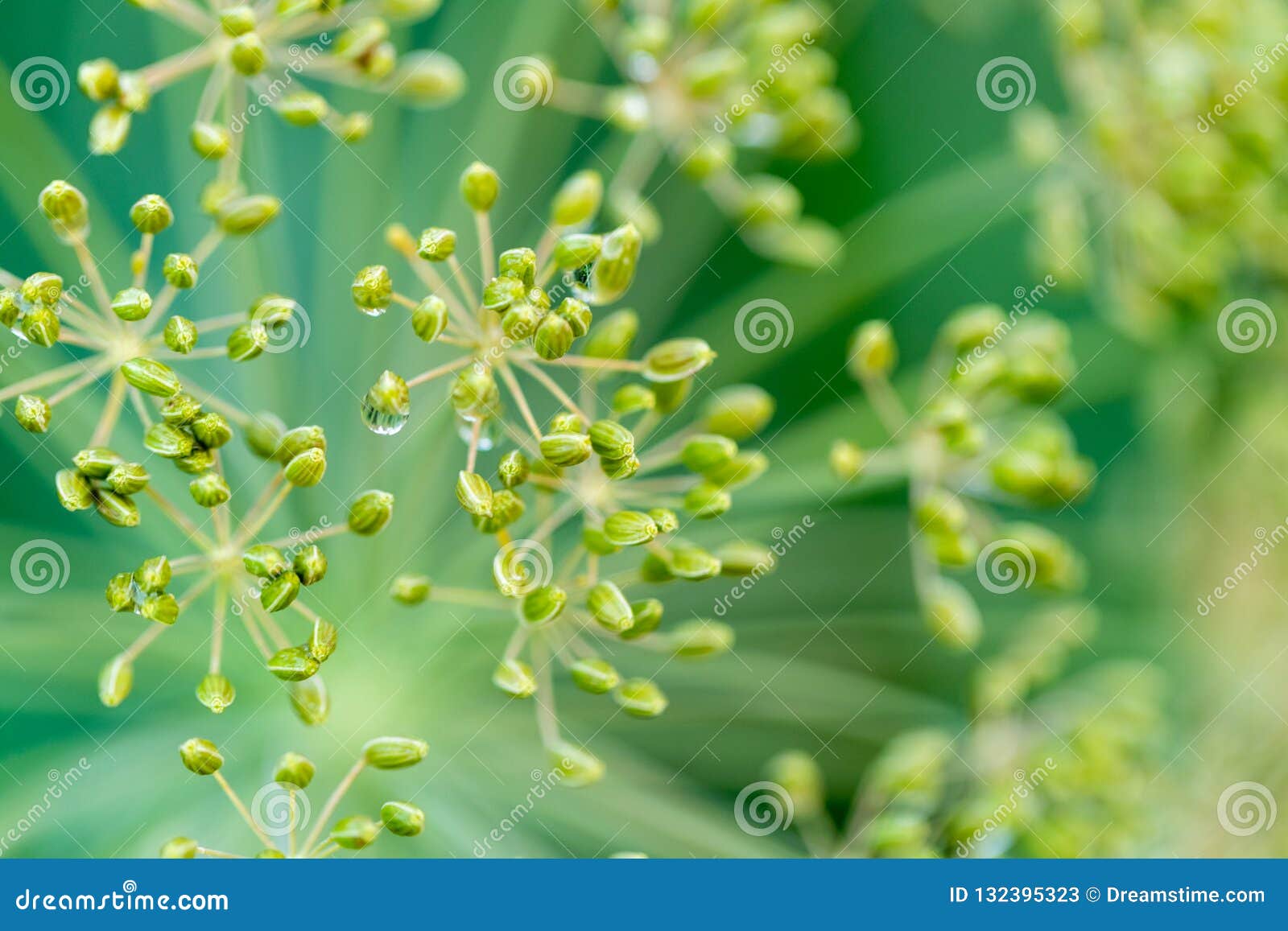 Close up of Dill Plant stock image. Image of grass, natural - 132395323
