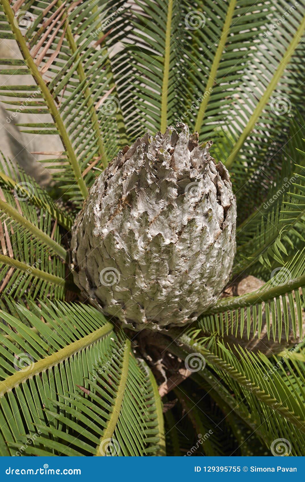 Dioon Edule, The Chestnut Dioon, Is A Cycad Native To Mexico Stock ...